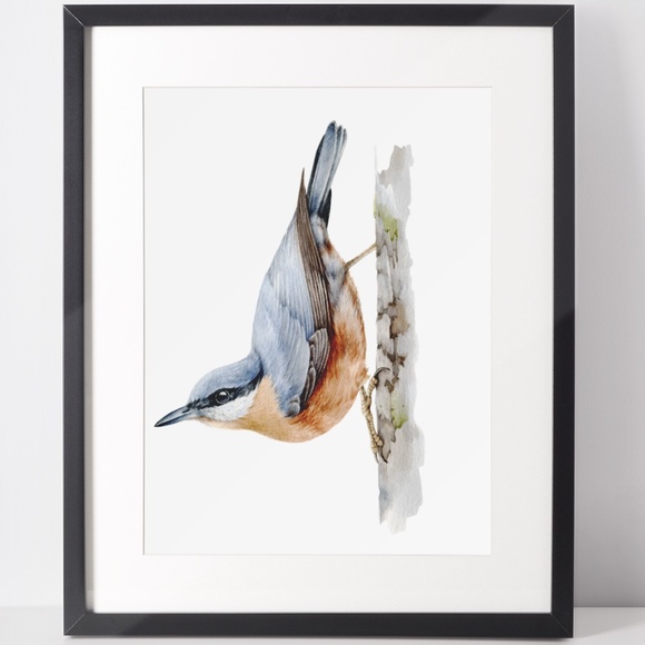 Art | Redbreasted Nuthatch Bird Wall Art Watercolor Illustration Print ...